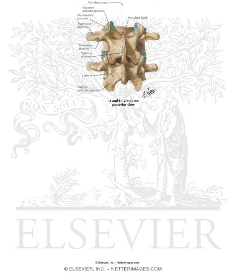Lumbar Vertebrae: L3-L4 Assembeled