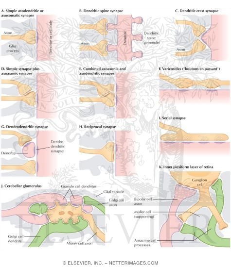 Types of Synapses