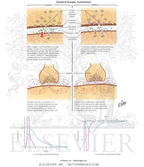 Graded Potentials in Neurons