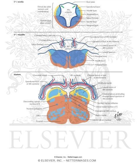 fourth ventricle function