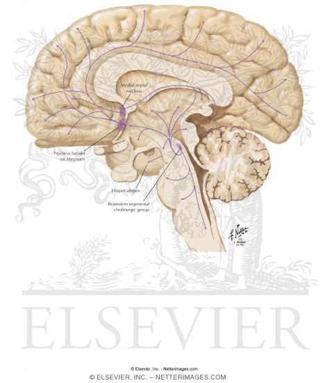 Central Cholinergic Pathways