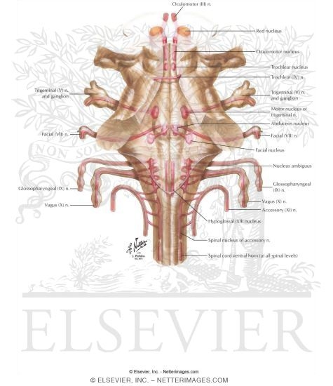 Lower Motor Neuron Distribution in the Spinal Cord and the Brain Stem