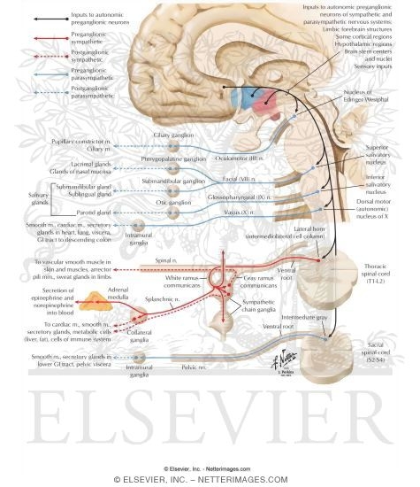 General Organization of the Autonomic Nervous System