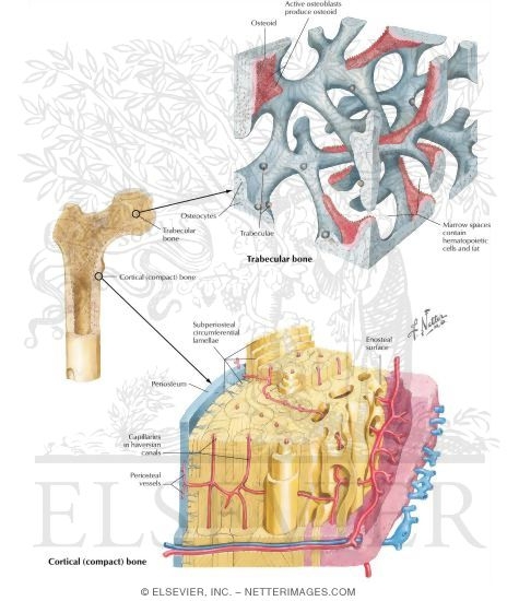 Architecture of Bone