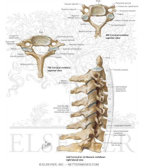 Vertebrae - Neck