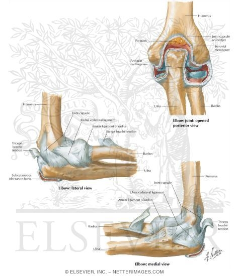 Joints and Ligaments of the Elbow