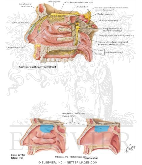 Smell: Nasal Cavity