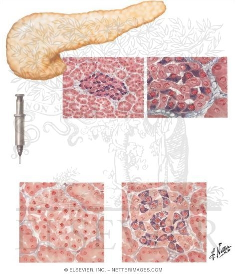 The Pancreas and Insulin Production