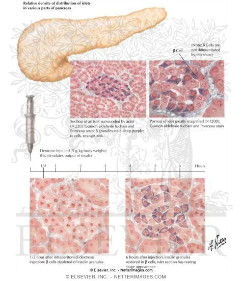 The Pancreas and Insulin Production
