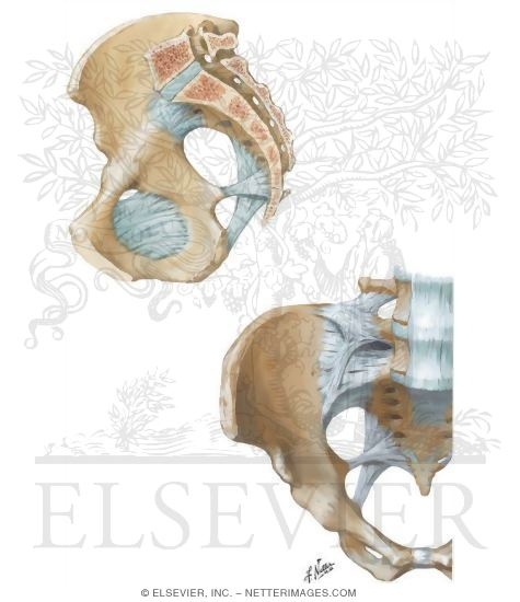 Watermarked preview of unlabeled image: Bones and Ligaments of Pelvis