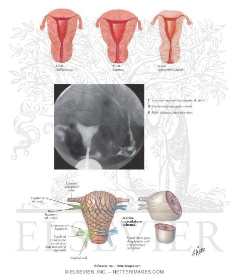 Uterus: Age Changes and Muscle Pattern