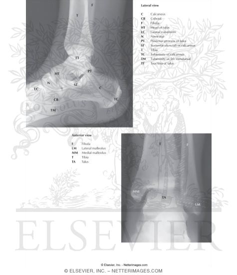 Ankle: Radiographs