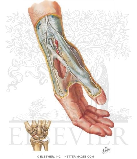Wrist and Hand: Superficial Radial Dissection
