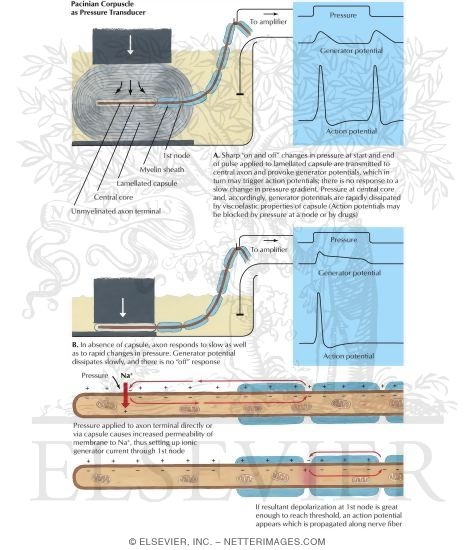 Pacinian Corpuscle Diagram