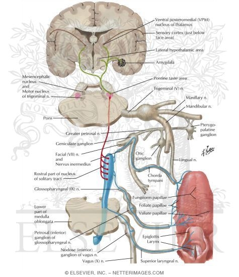 Taste Pathways: Schema