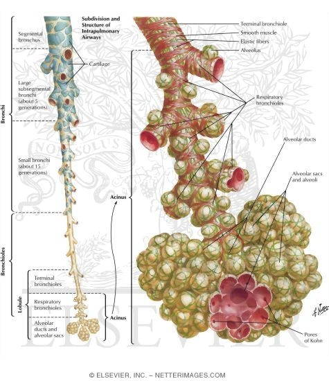 Development of Bronchioles and Alveoli Intrapulmonary Airways: Schema ...