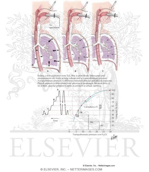 Measurement of Elastic Properties of Lung