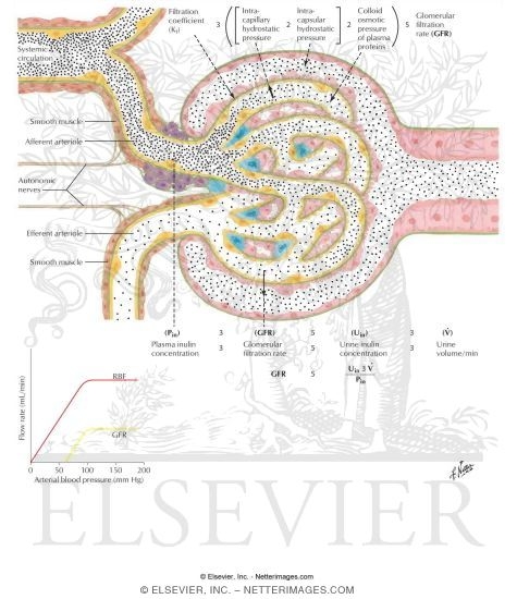 Glomerular Filtration