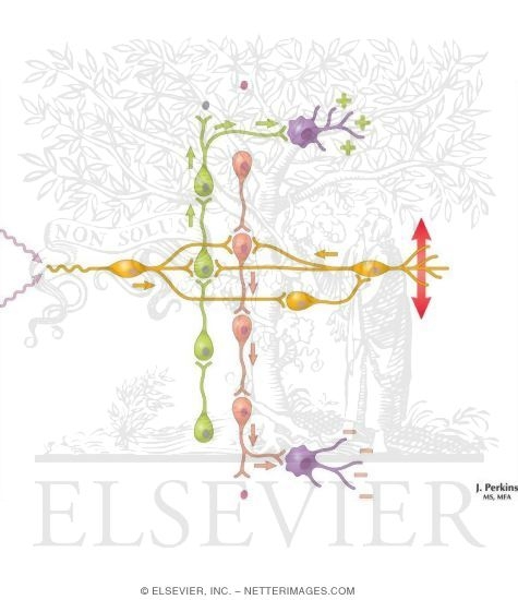 Control of Peristalsis