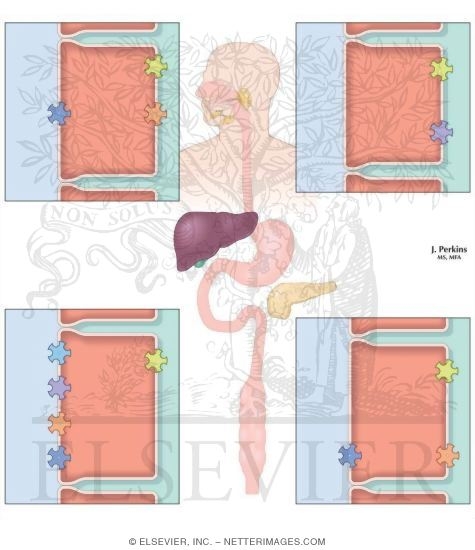 Gastrointestinal Tract Fluid and Electrolyte Transport