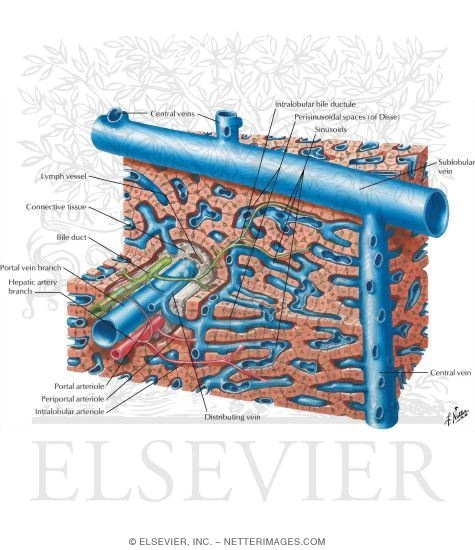 Liver Structure: Schema Liver Ultrastructure Metabolism ...