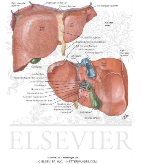 porta hepatis structures
