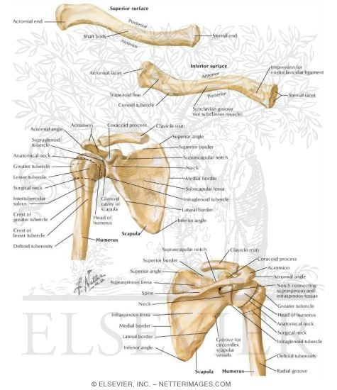 Osteology of the Shoulder