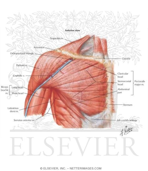 deltopectoral triangle
