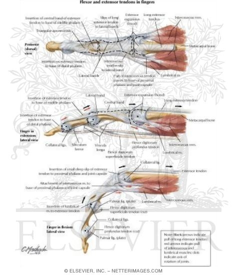 Flexor and Extensor Tendons in Fingers