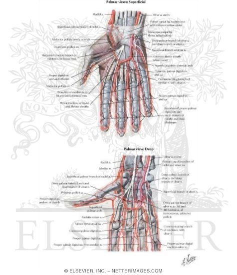 Blood and Lymph Vessels Arteries and Nerves of Hand: Palmar Views