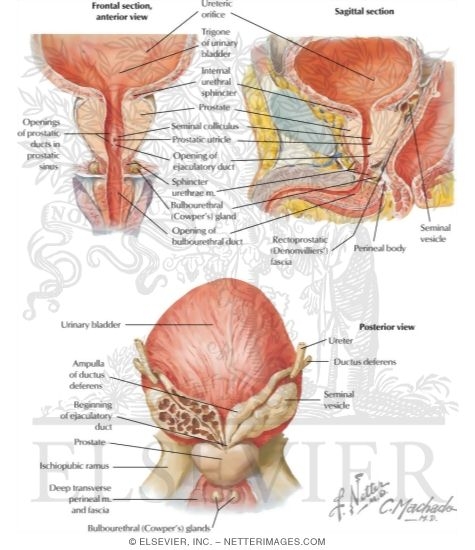 bladder diagram labeled