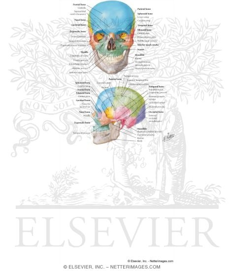 Skull: Anterior and Lateral Aspects