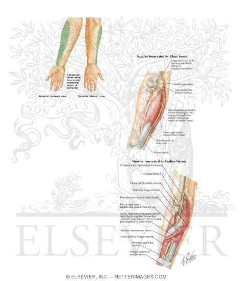 Nerves of the Forearm