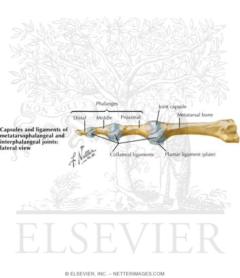Capsules and Ligaments of Metatarsophalangeal and Interphalangeal Joints