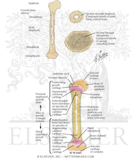 Basic Science of the Bones