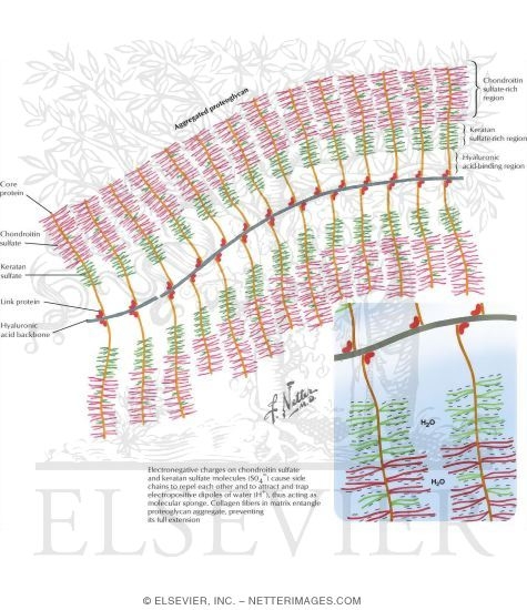 proteoglycan aggregate structure