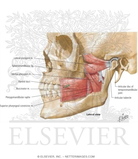 Muscles Of Mastication