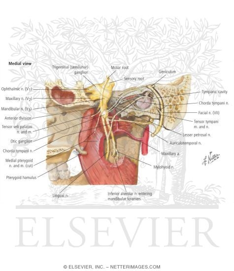 Mandibular Nerve Netter