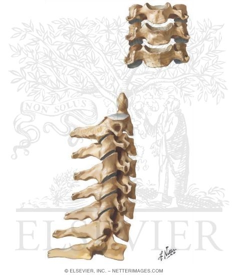 Joints of the Cervical Spine