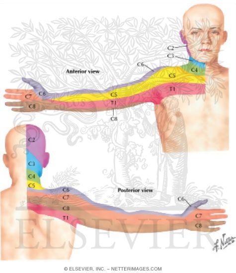 upper extremity dermatomes