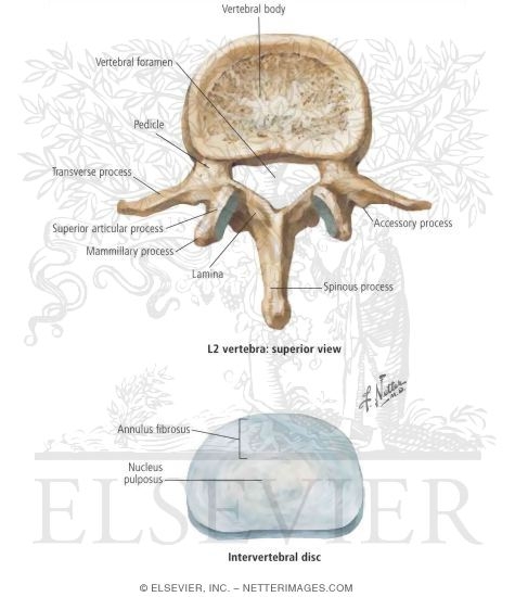 Lumbar Vertebrae