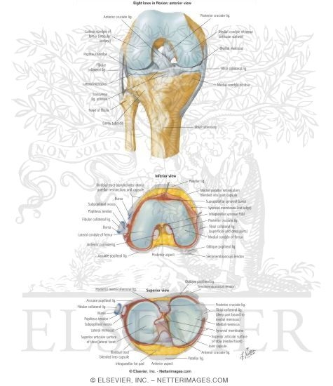 Interior and Anterior Ligaments of Knee
