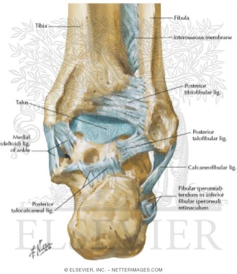 Posterior Ankle