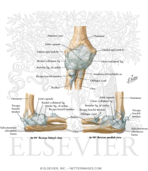 Ligaments Of Elbow