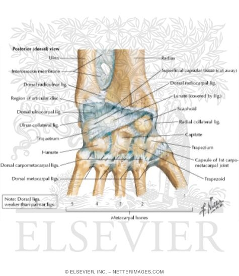 radius labeled posterior