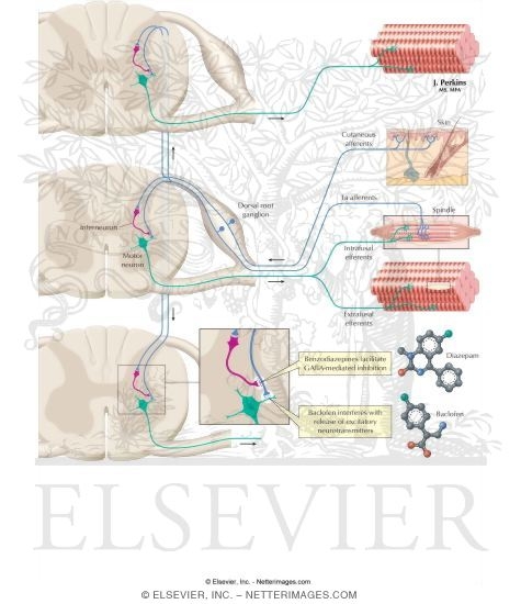 Motor Neurons and Drugs