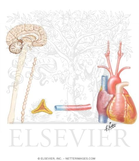 Sympathetic and Parasympathetic Regulation of Heart Function