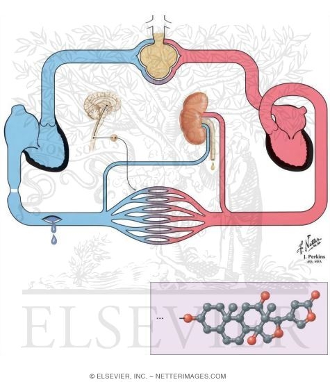 Heart Failure: Treatment