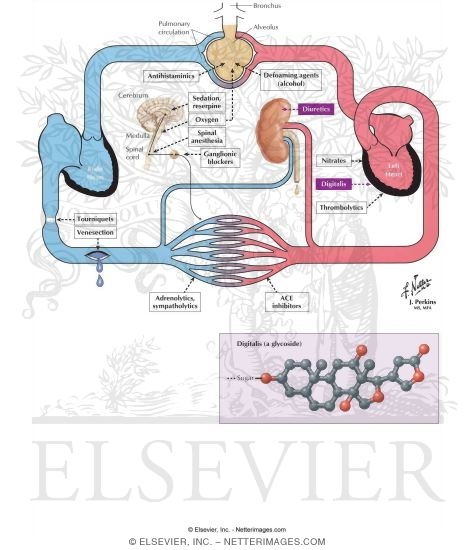 Heart Failure: Treatment