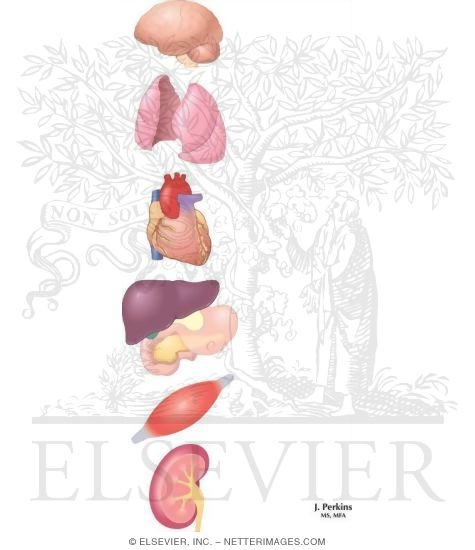Methylxanthines: Adverse Effects